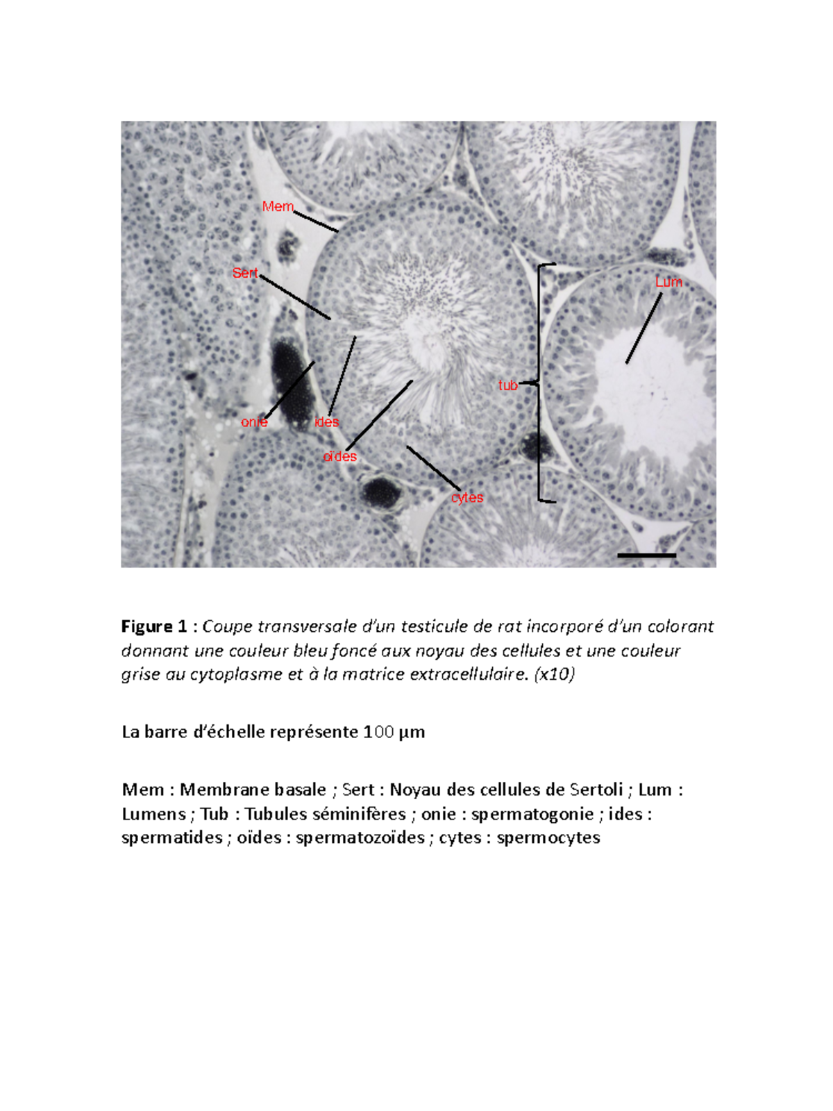 Testies POWER POINT TEMPLATE - Figure 1 : Coupe transversale d’un ...