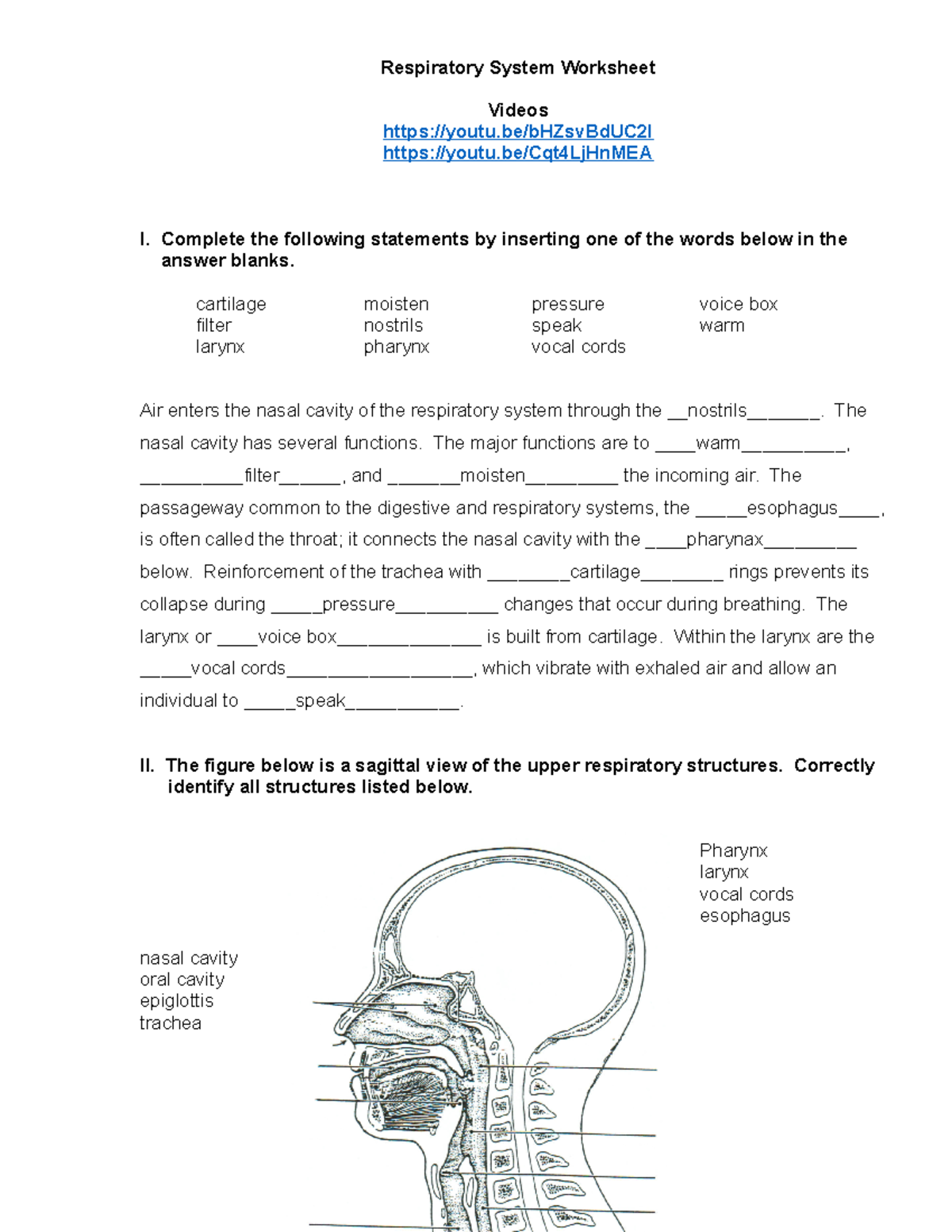 Respiratory System Lab 2021 - Respiratory System Worksheet Videos youtu ...
