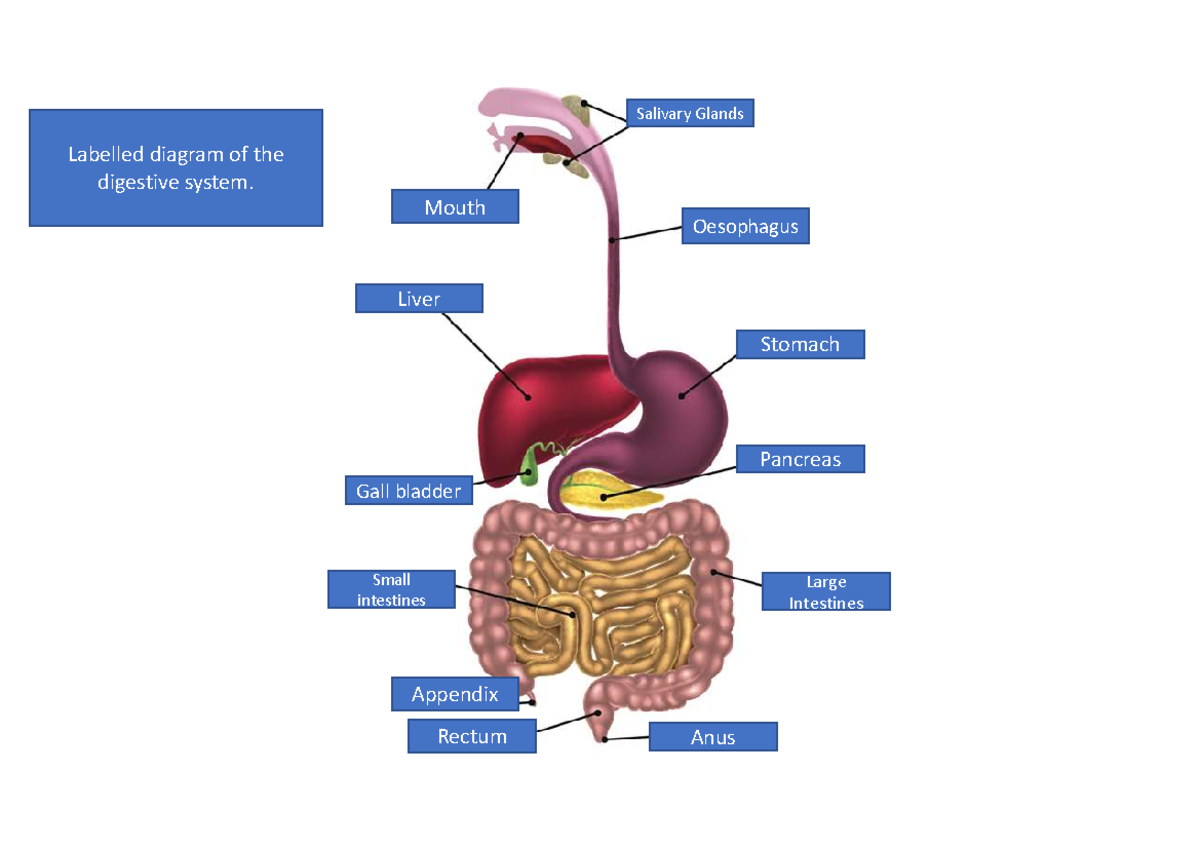 TASK 1 - Digestive System - Salivary Glands Oesophagus Mouth Liver ...