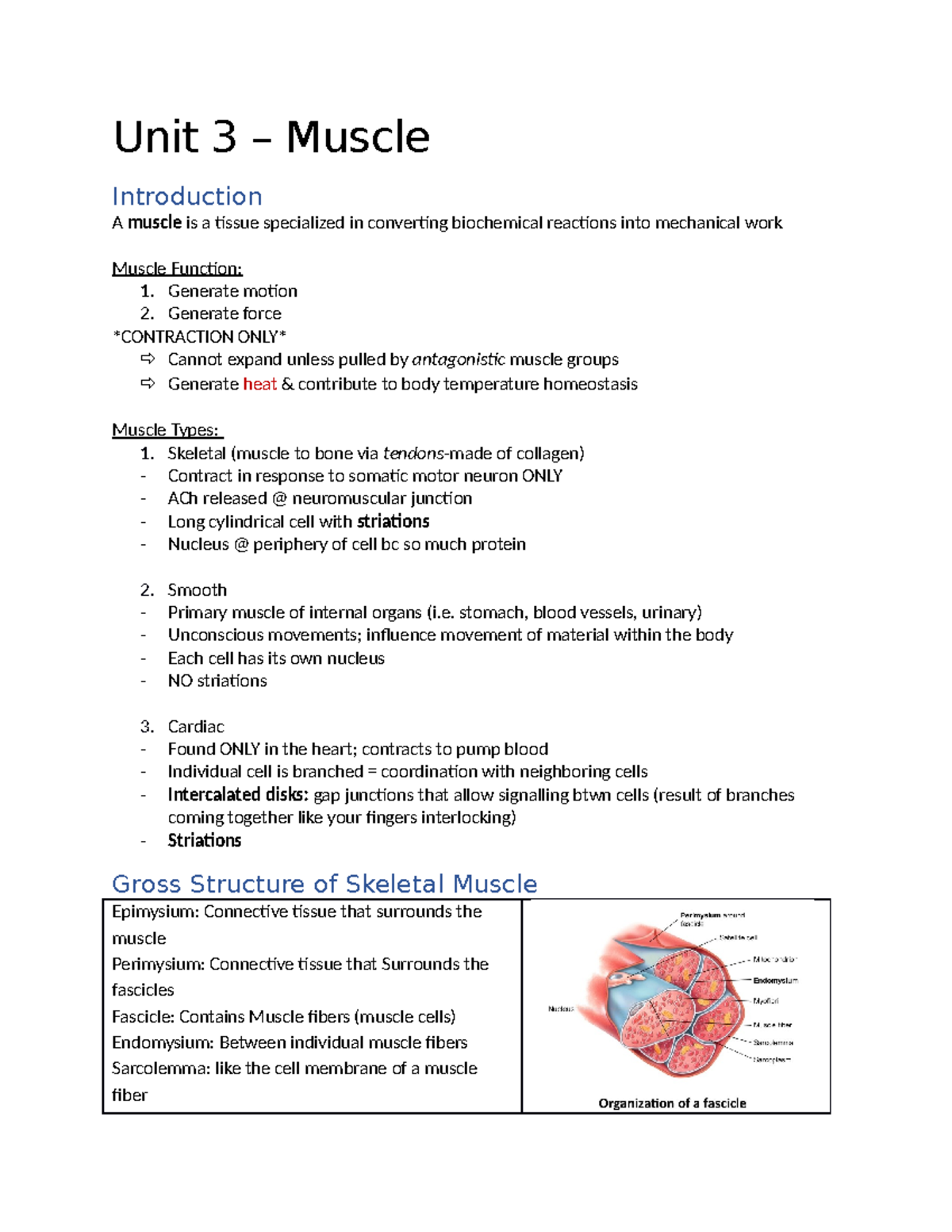 Unit 3 Muscle - Unit 3 – Muscle Introduction A muscle is a tissue ...