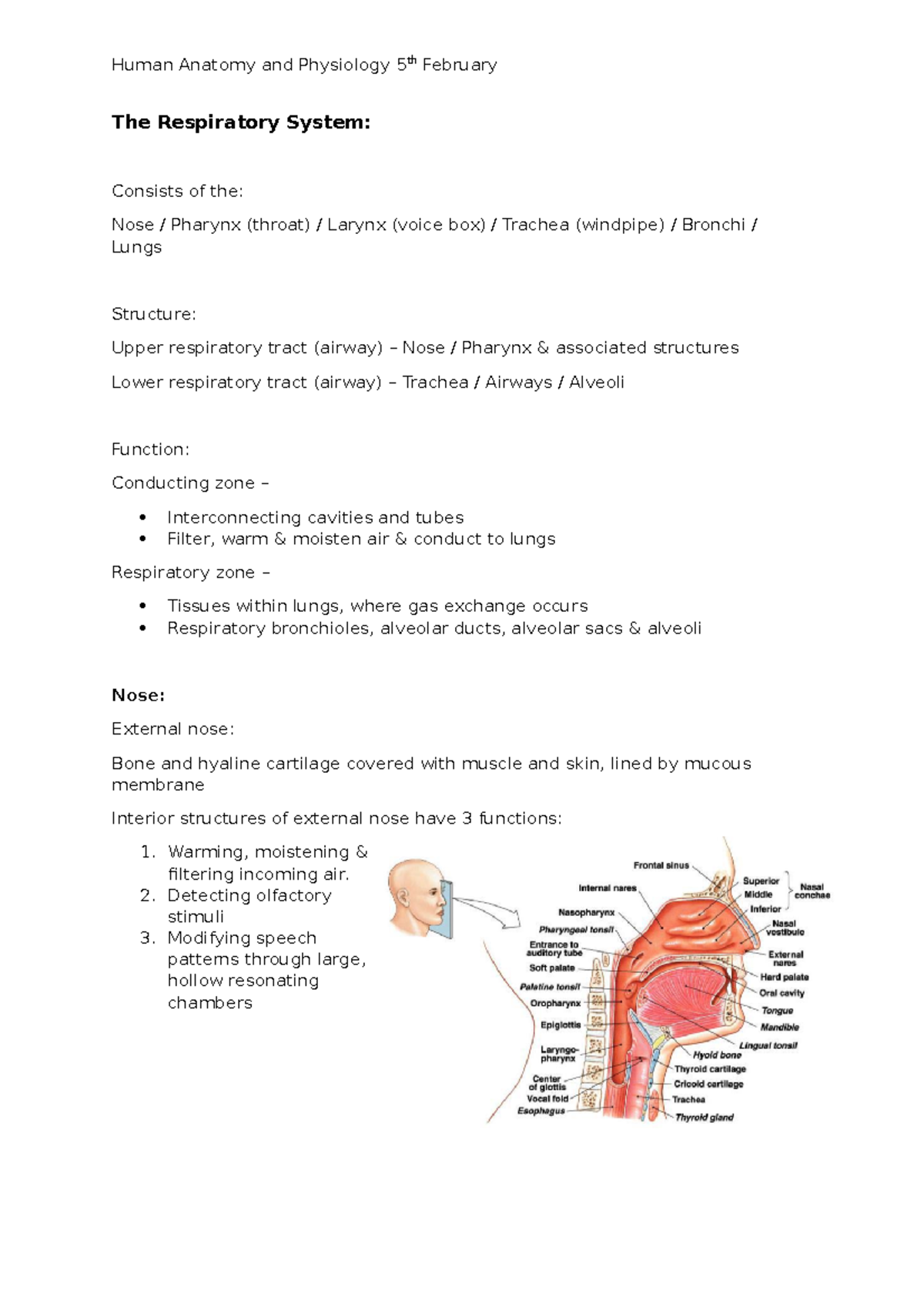 Lecture 2 05.02.2020 The Respiratory System - The Respiratory System ...