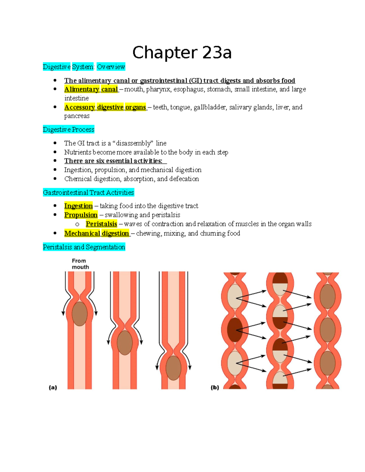Chapter 23a - Shawn Iverson - Teacher - Chapter 23a Digestive System ...