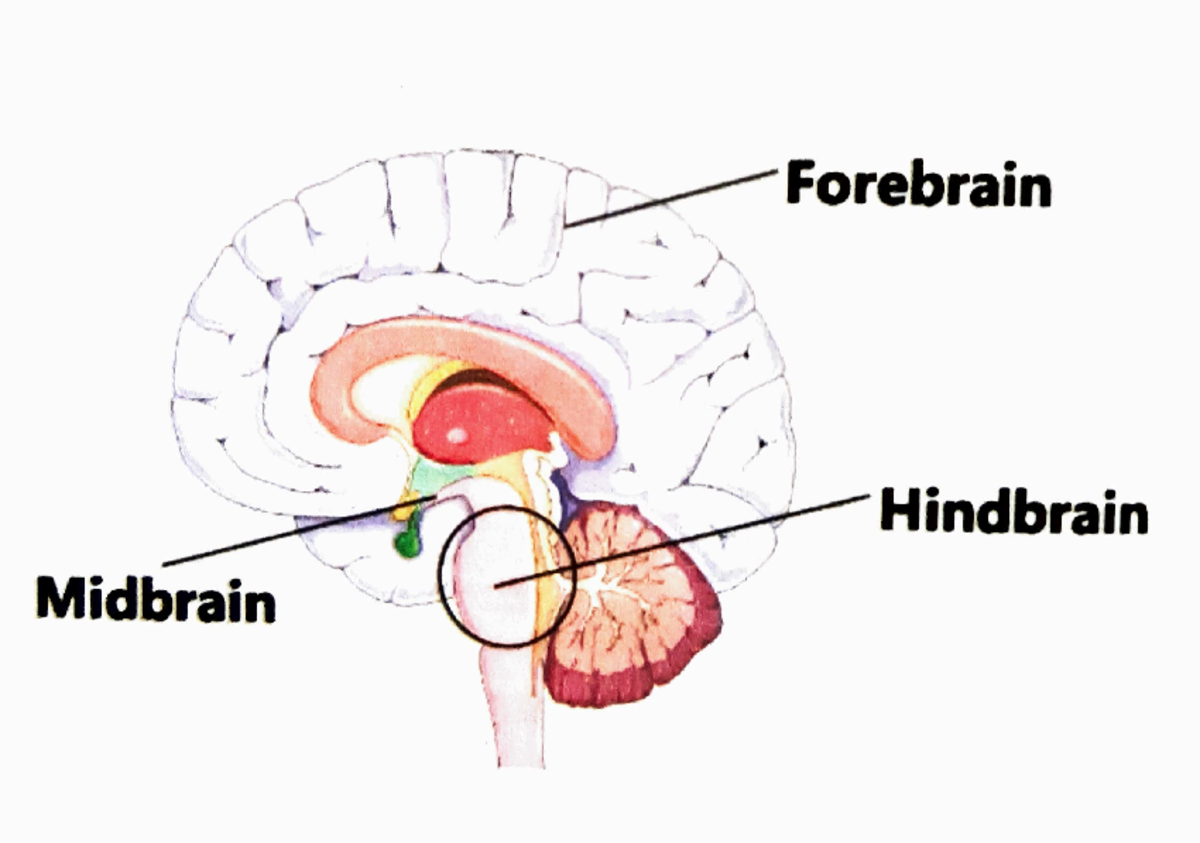 Use your brain jhfgh - Midbrain Forebrain Hindbrain Thalamus ...