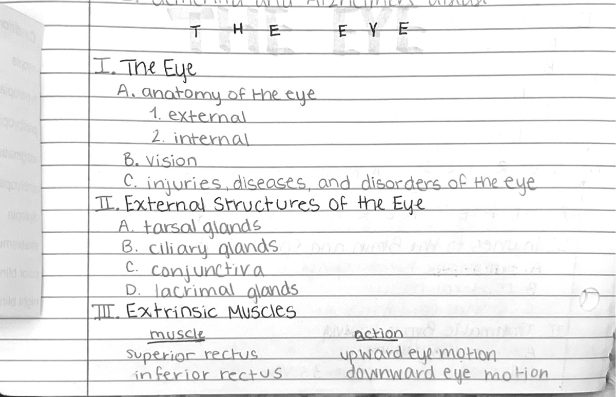 The Eye - anatomy of the eye - BIO 2053 - Studocu