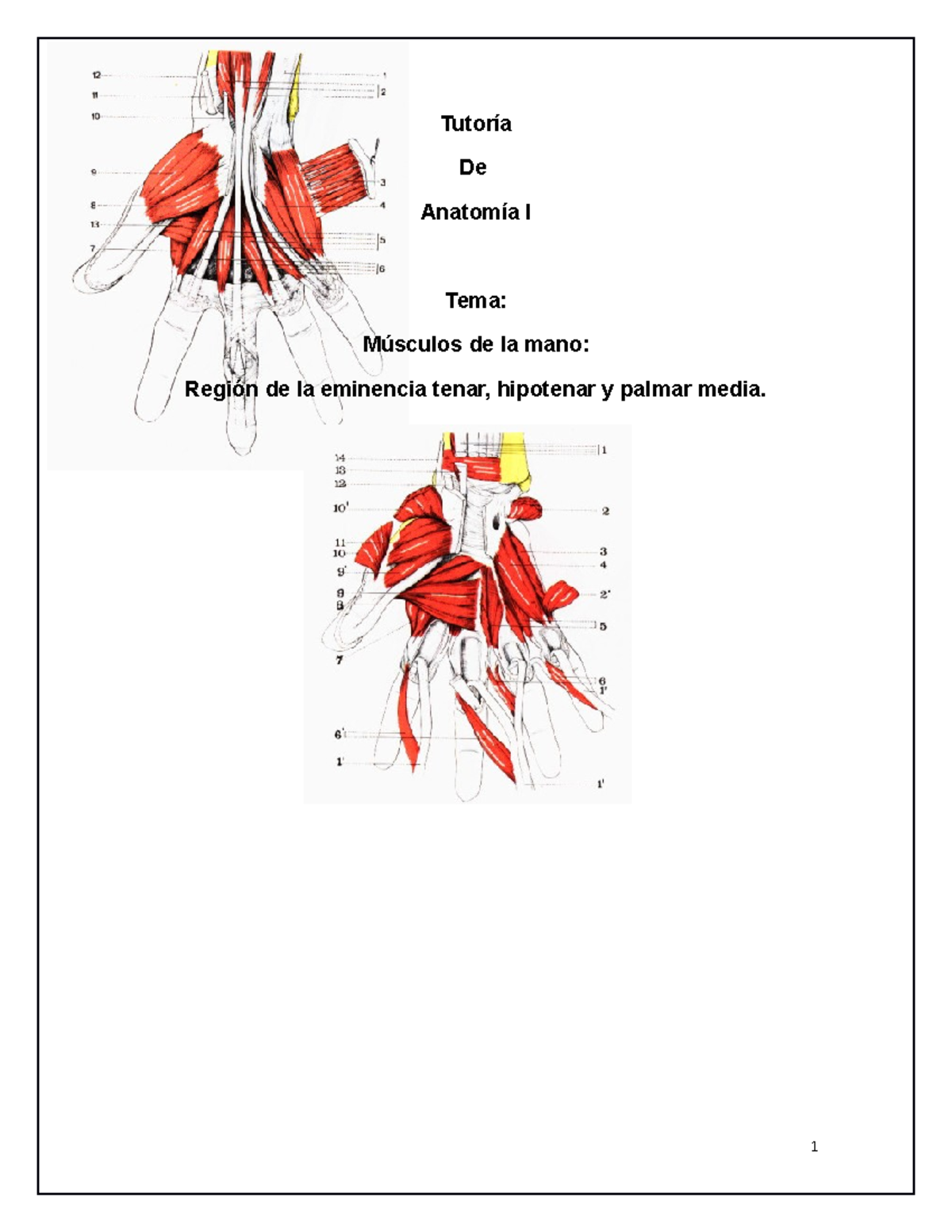 Musculos de la mano - Tutoría De Anatomía I Tema: Músculos de la mano ...
