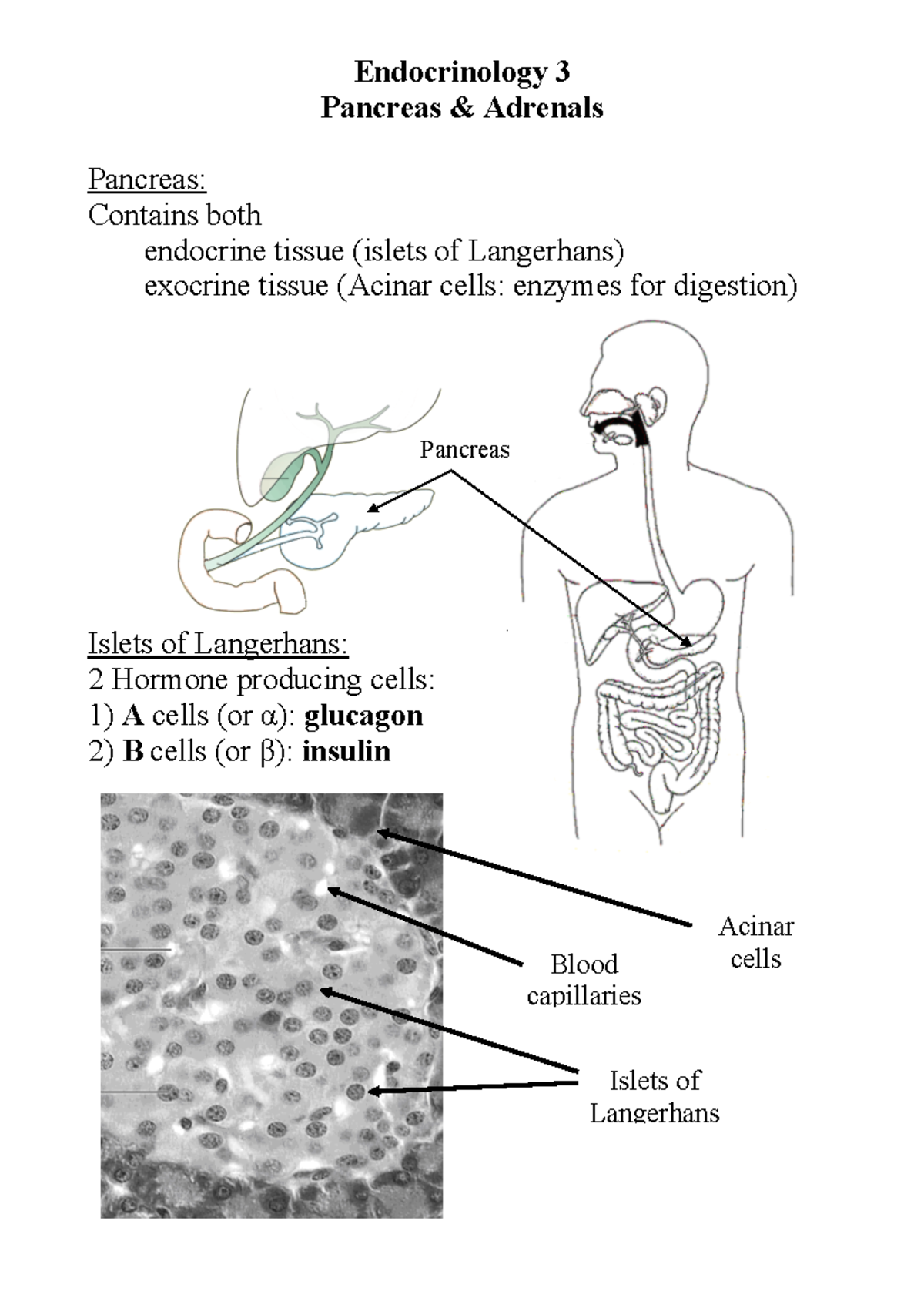 Endocrine system 3 - notes - Endocrinology 3 Pancreas & Adrenals ...