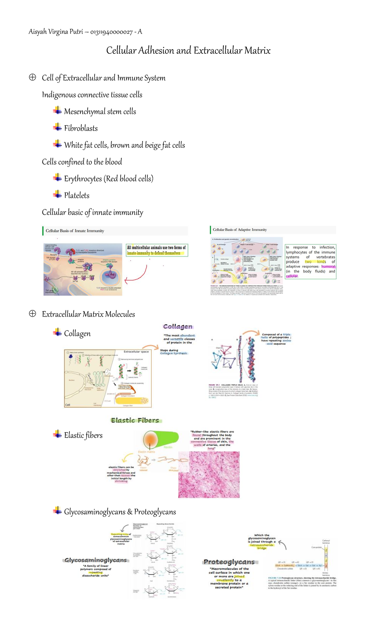 Cellular Adhesion and Extracellular Matrix - Studocu