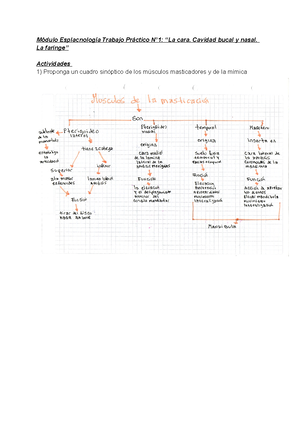 Músculos del Torax - Músculos del pecho El tórax está ubicado en la ...