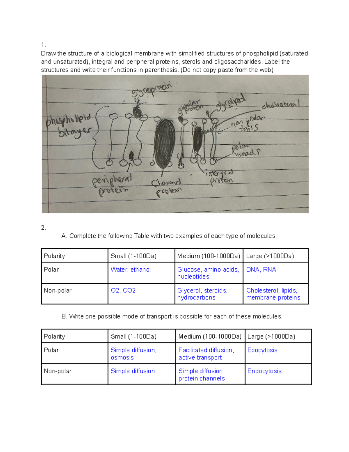 DSW 7 - Discussion Worksheet - 1. Draw the structure of a biological membrane with simplified ...