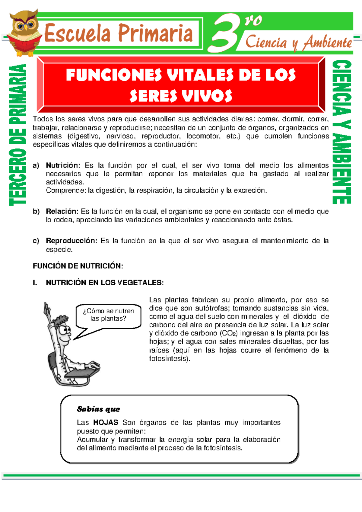 Funciones Vitales de Los Seres Vivos para Tercero de Primaria - Todos los seres vivos para que ...