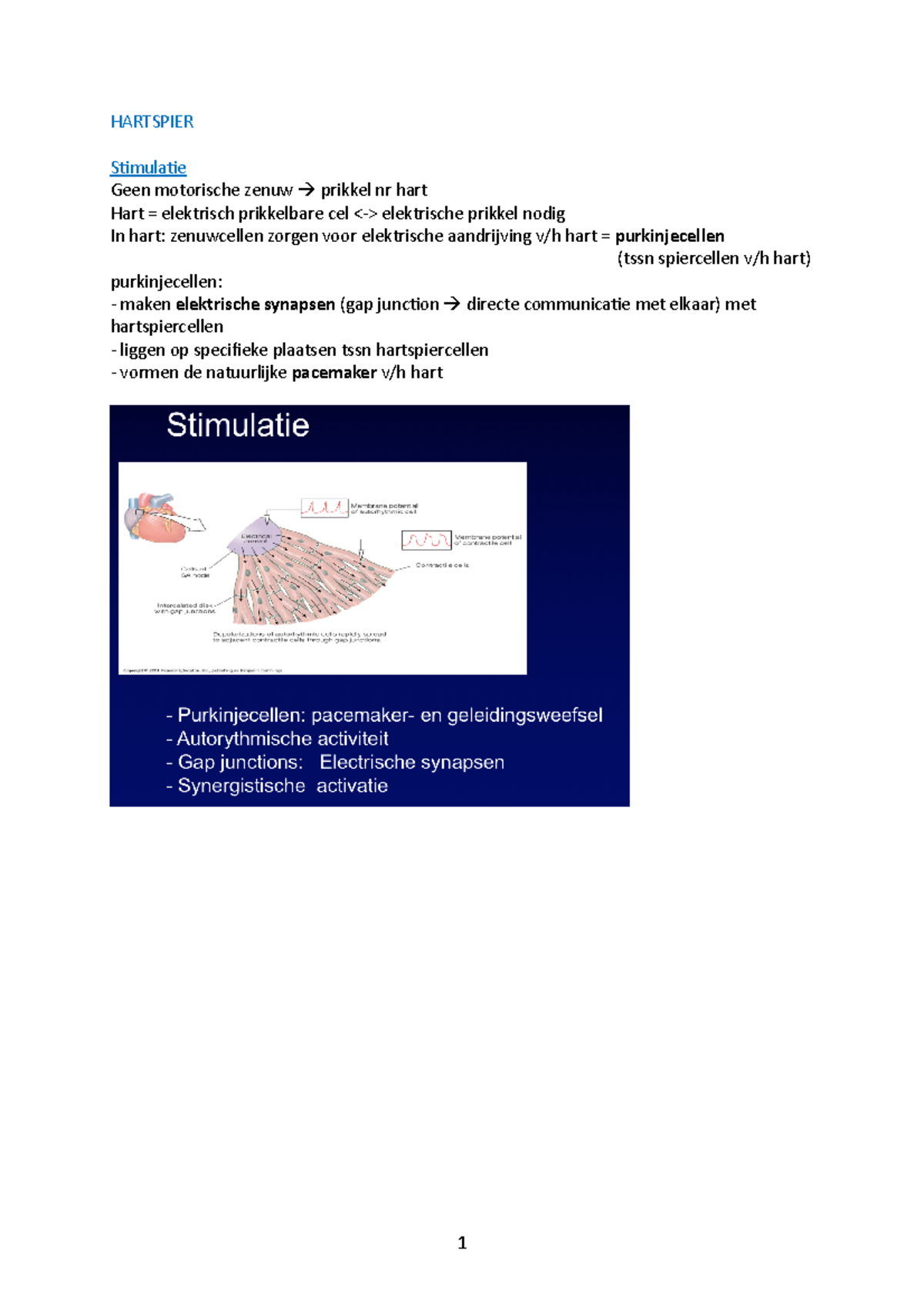 Hartspier - Samenvatting Inleiding fysiologie en functionele anatomie ...