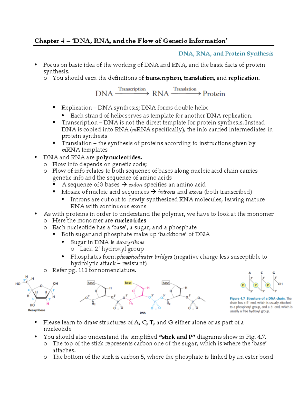 Chapter 4 – ‘DNA, RNA, and the Flow of Genetic Information’ - Chapter 4 ...