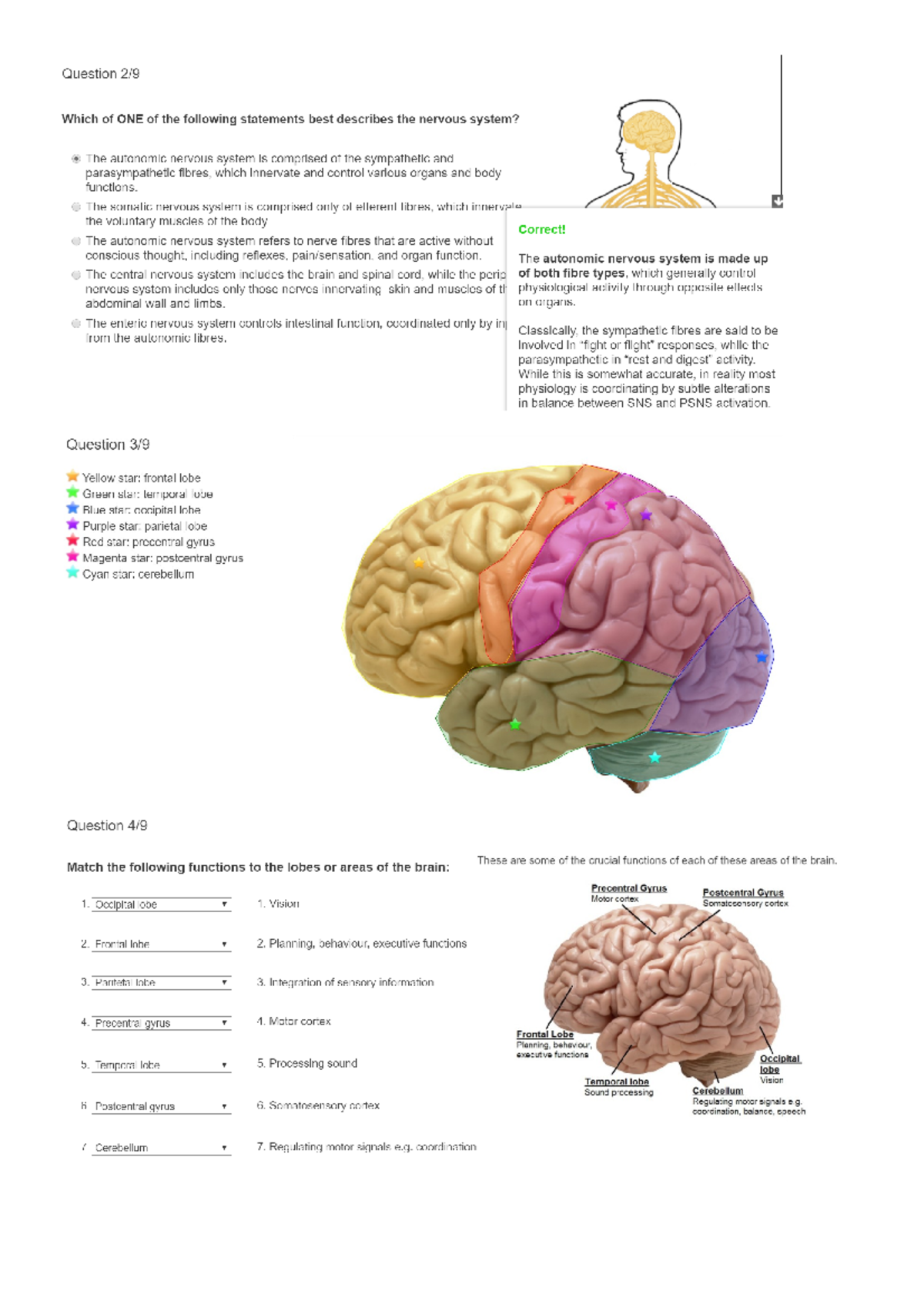 Adaptive tutorial nervous system answers - ANAT2111 - Studocu