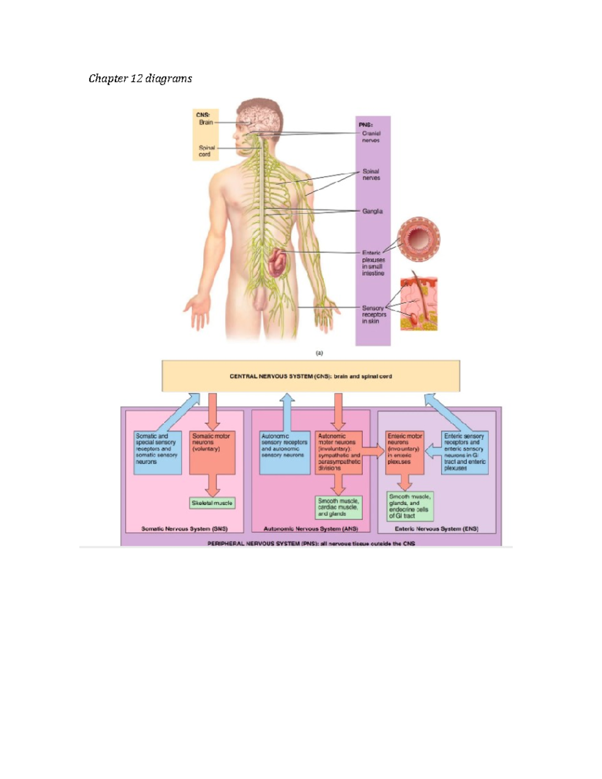 Chapter 12 diagrams - Lecture notes 12-13 - BIOL 235 - Chapter 12 ...