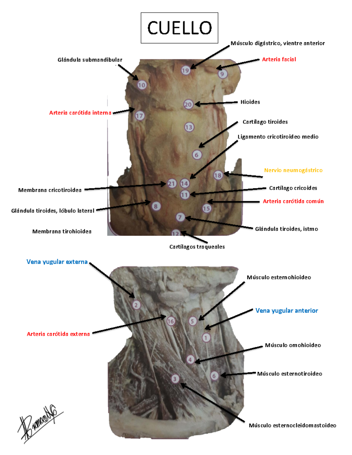 Esquemitas 2 2DO PARCIAL - Vena yugular anterior Vena yugular externa ...