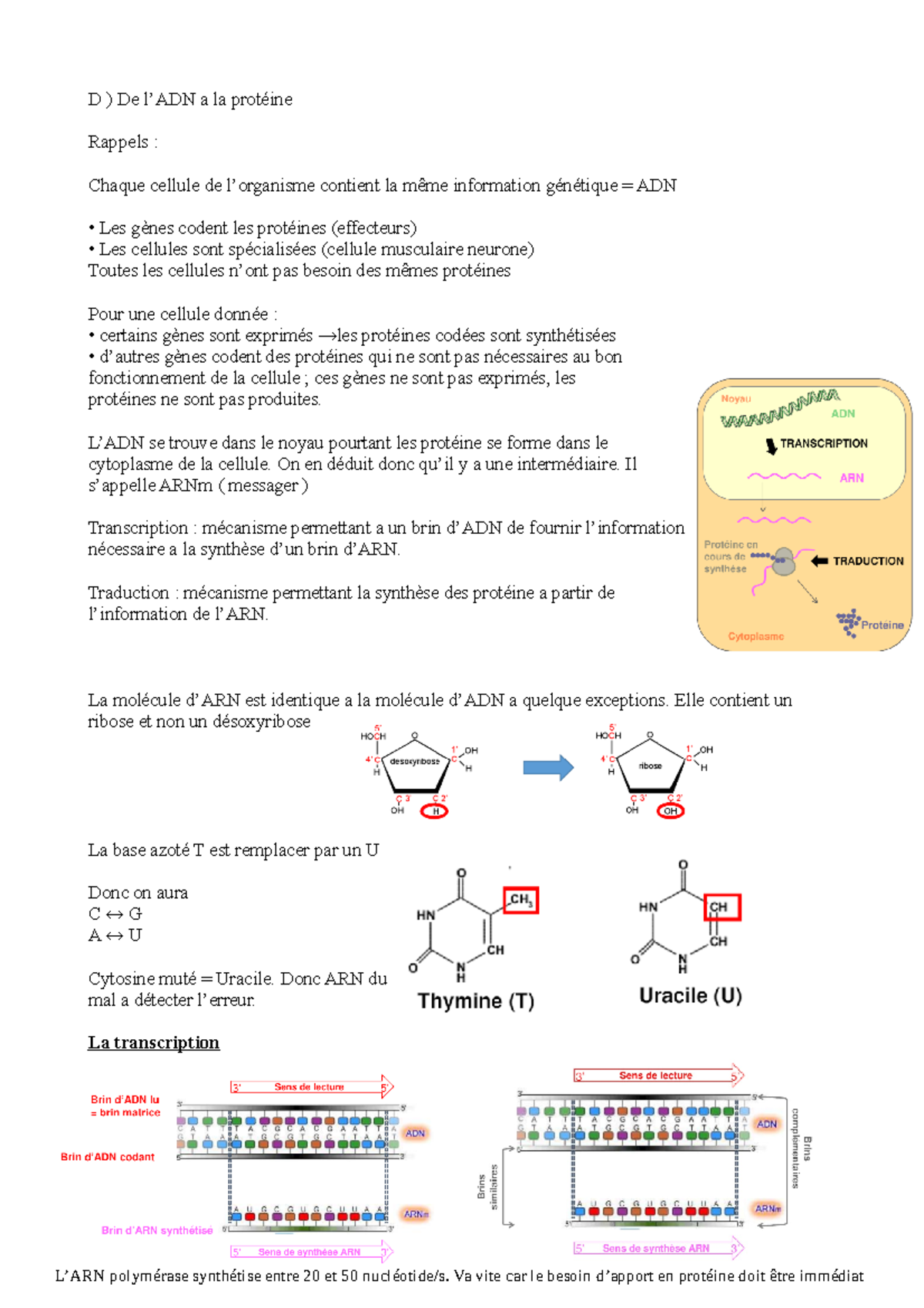 Cours de génétique 2 - S1 L1-CSV - D ) De l’ADN a la protéine Rappels ...