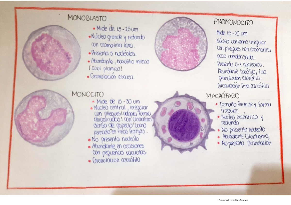 Células inmaduras - INMUNOLOGIA - Studocu