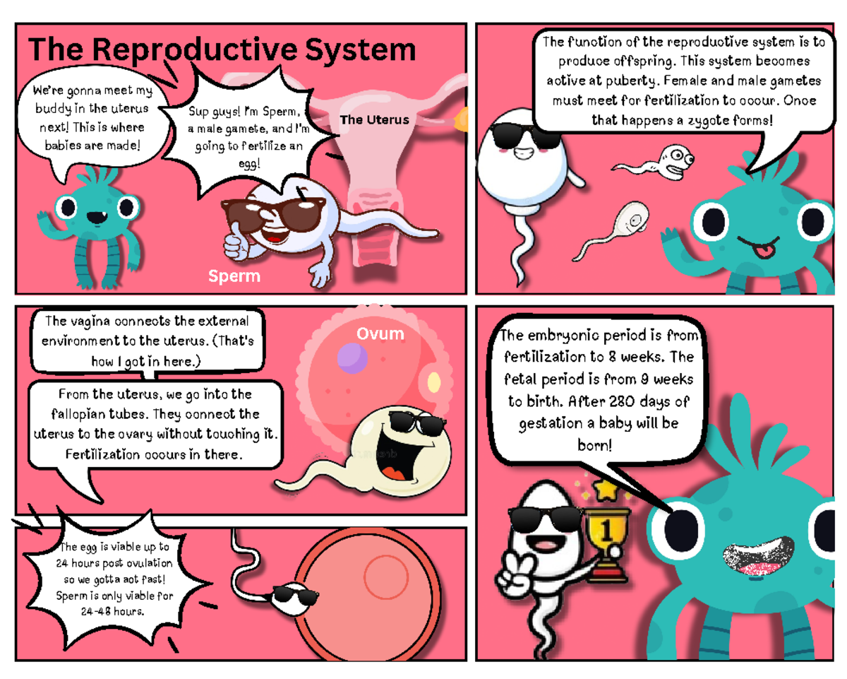 Minimalist simple blank panel comic strip - The Reproductive System We ...