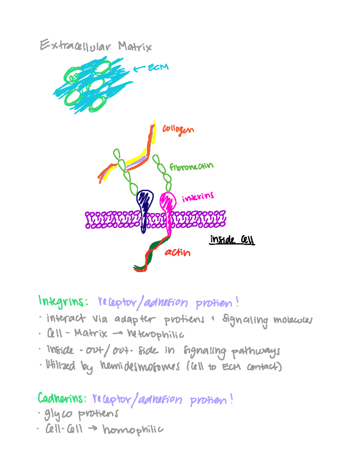 Chapter 14 - Cells into Tissues - Summary - Extracellular Matrix 838ft ...