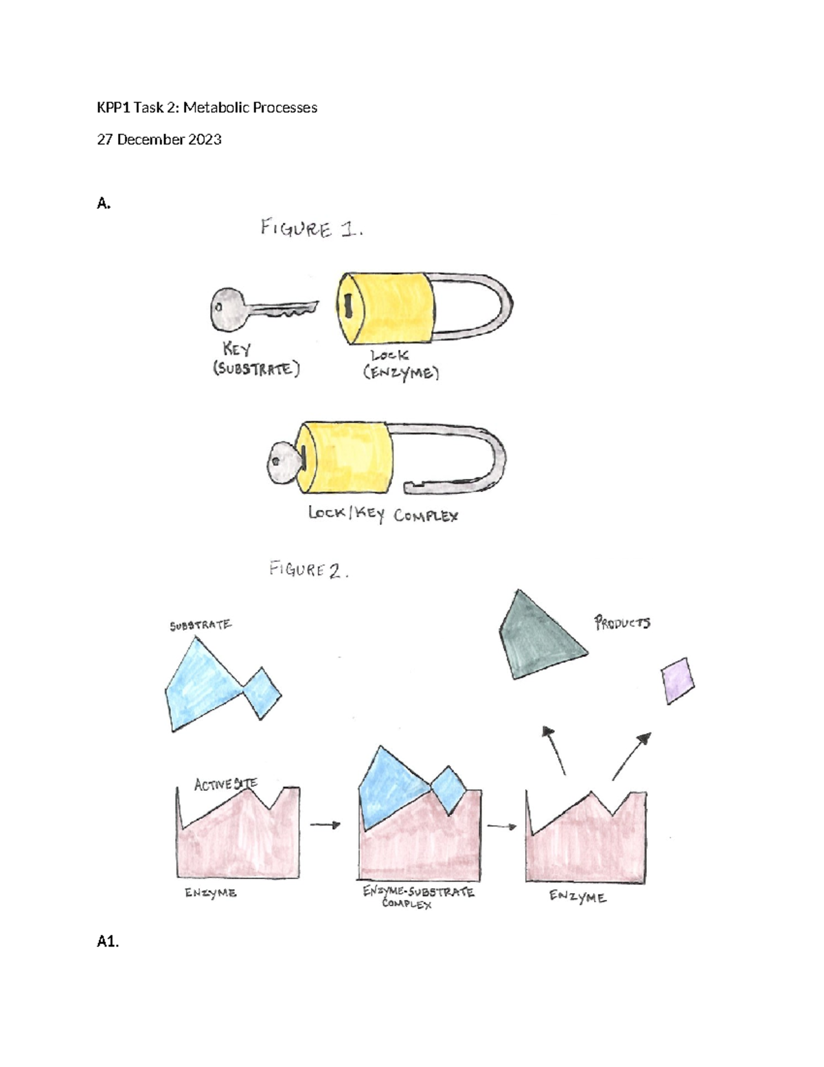Task 2 Metabolic Processes - KPP1 Task 2: Metabolic Processes 27 ...