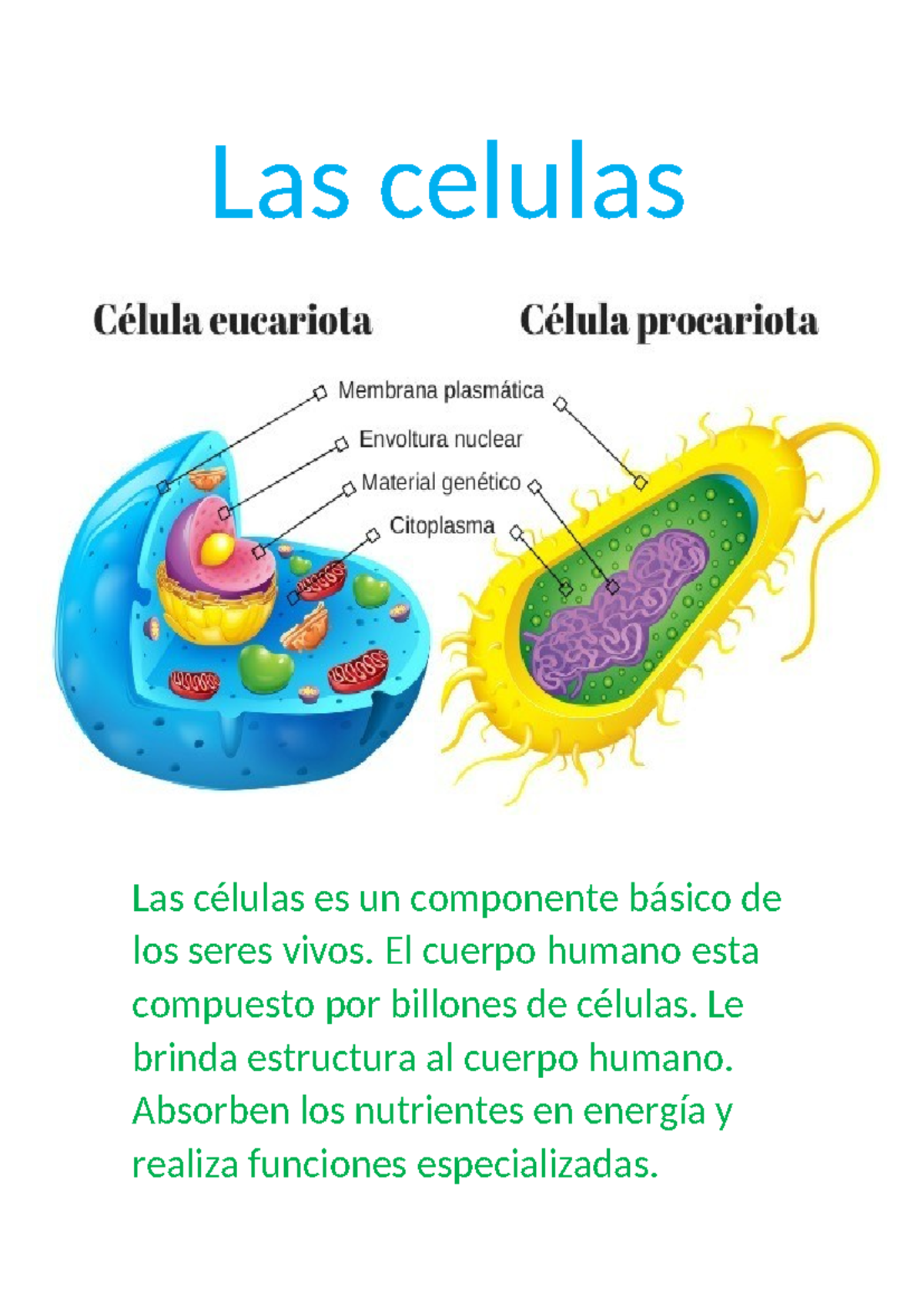 Las celulas 1D EPT - ciencia - Las celulas Las células es un componente ...