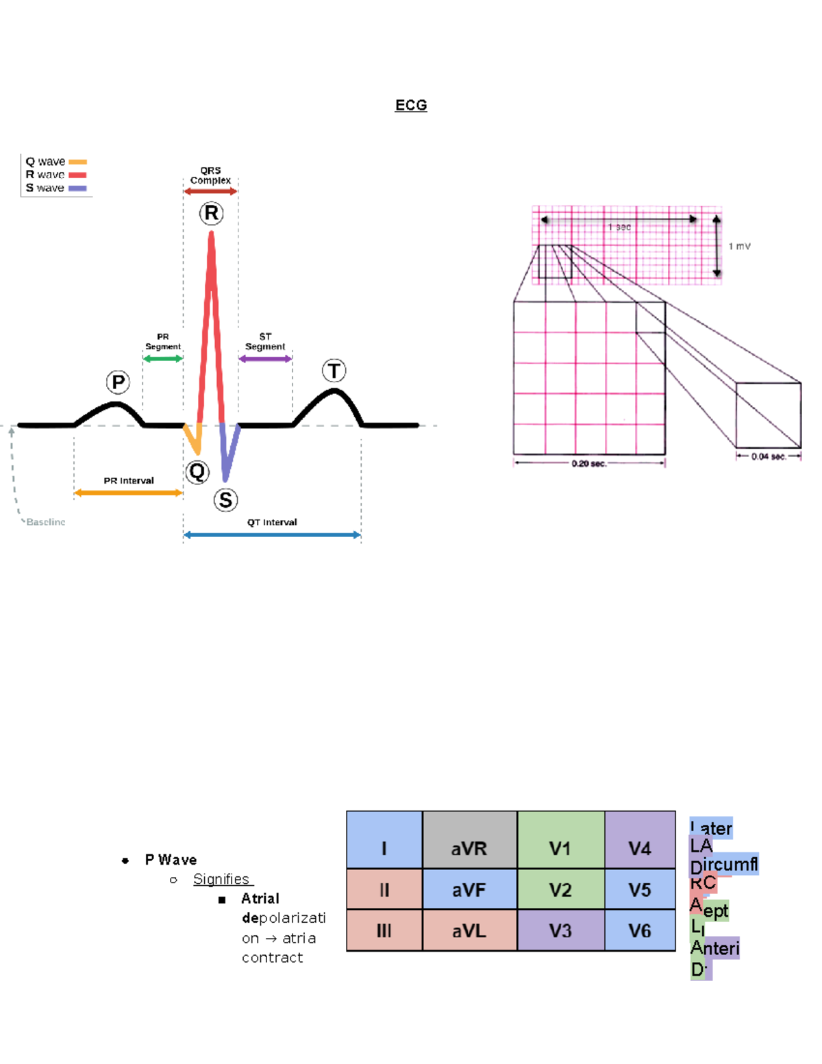 Clin Med - Cards - Lecture notes - ECG P Wave Signifies Atrial ...