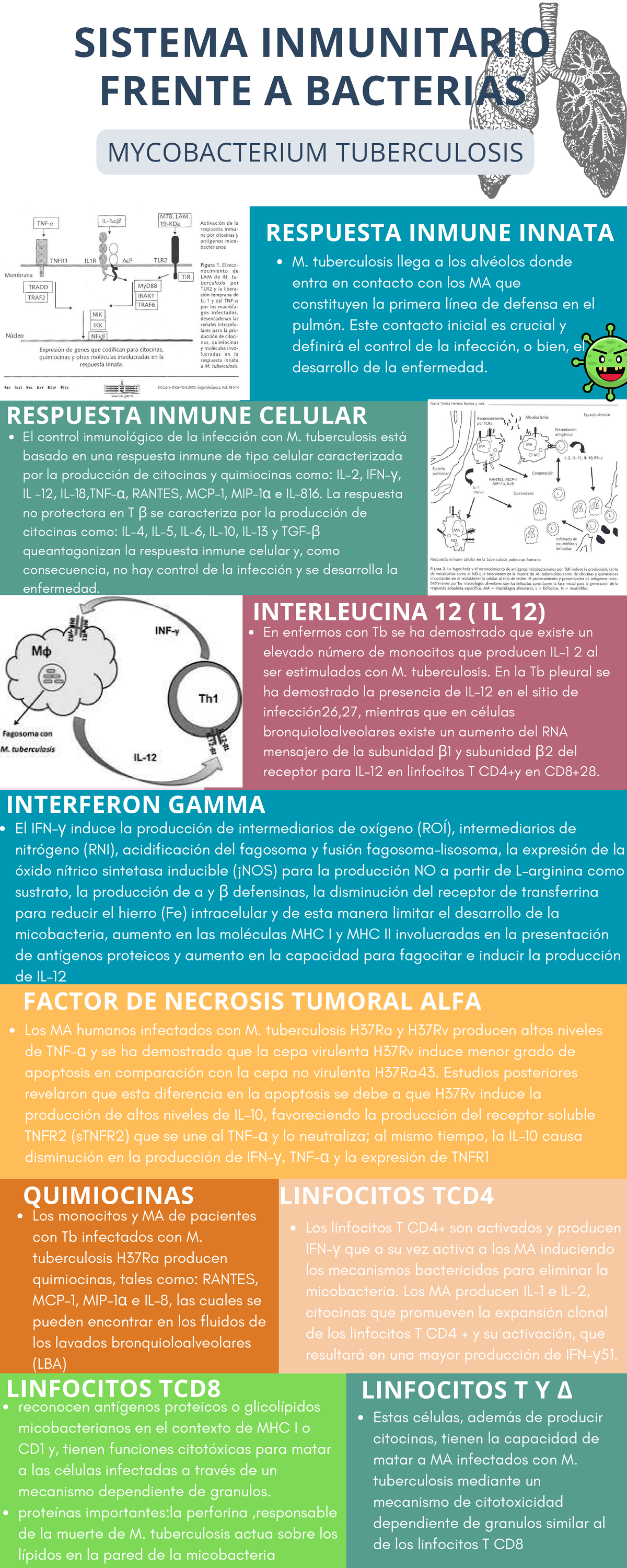 Infografía Inmunologia - RESPUESTA INMUNE INNATA M. tuberculosis llega ...
