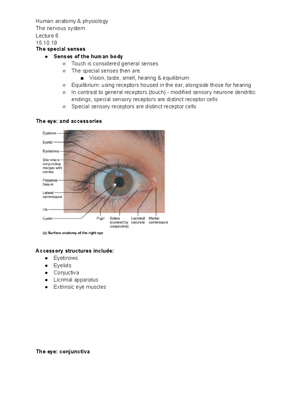 Lecture 8 The Nervous System - The Special Senses - The nervous system ...