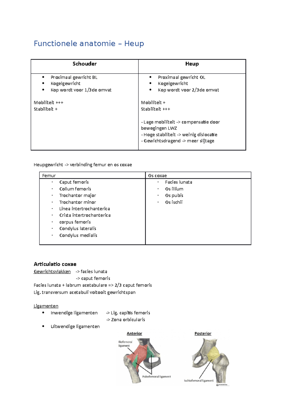 Functionele-anatomie - Functionele anatomie Heup Schouder Heup ...