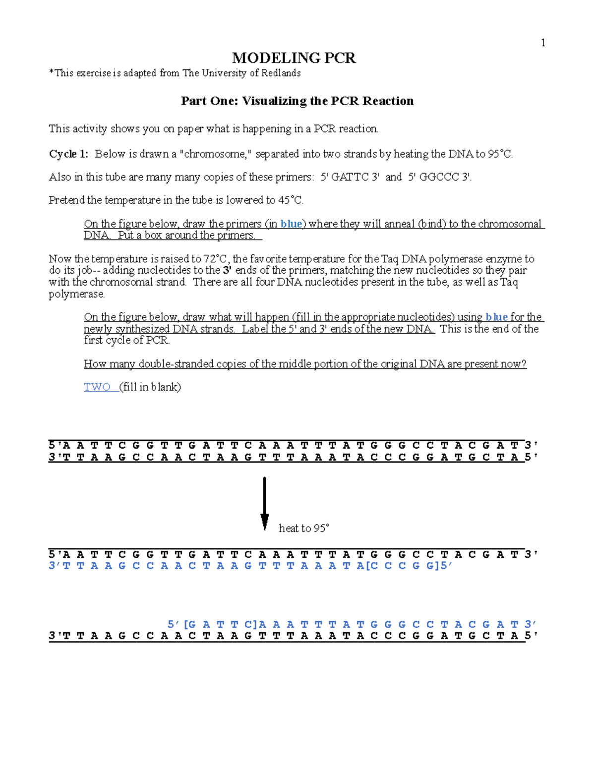 PCR Worksheet S20 - Workshit on explaining the Polymerase Chain ...