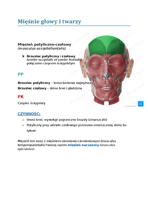 4 - Anatomia funkcjonalna i rtg- notatki - żebra - ŻEBRA U człowieka ...