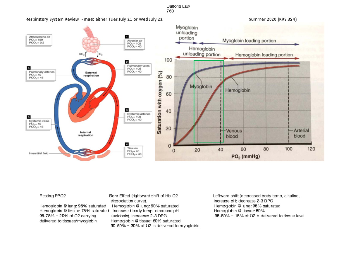 Respiratory system - Practice worksheet - Respiratory System Review ...