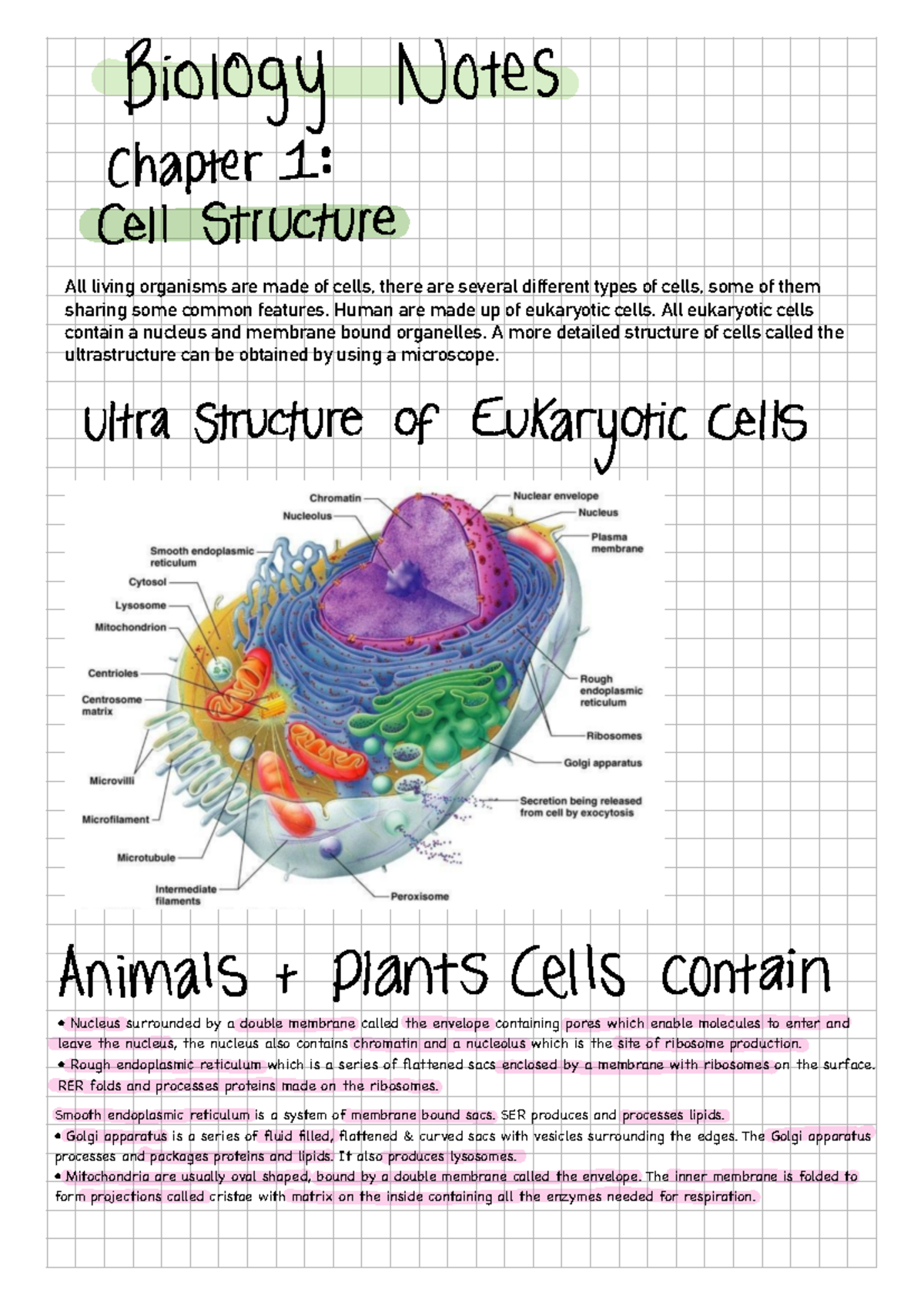 Bio exam Notes AS - All living organisms are made of cells, there are ...