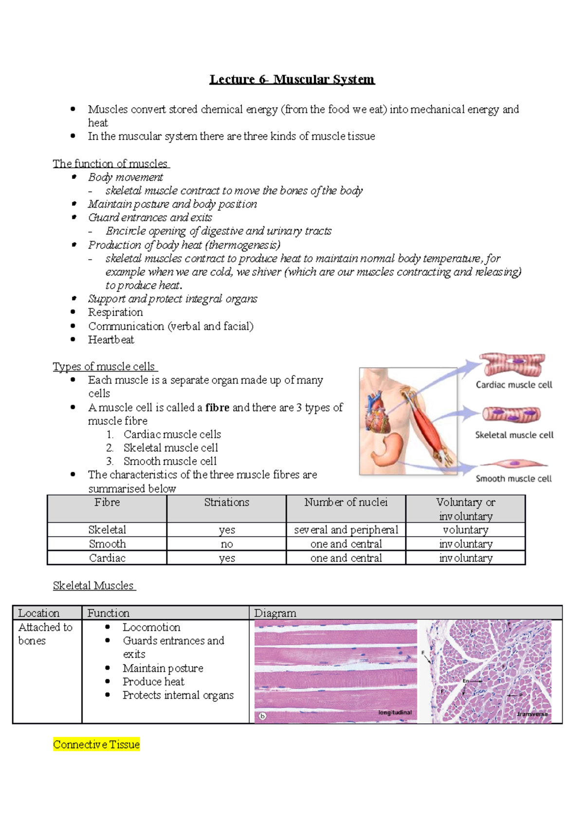 Lecture 6- Muscular System - Support and protect integral organs ...