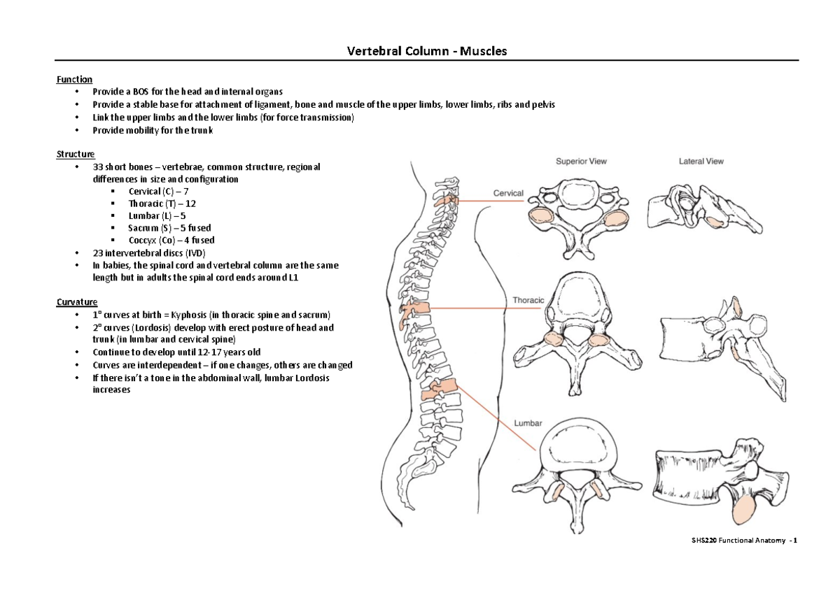 Summary - Vertebral Column Muscles Notes - Vertebral Column -­‐ Muscles ...