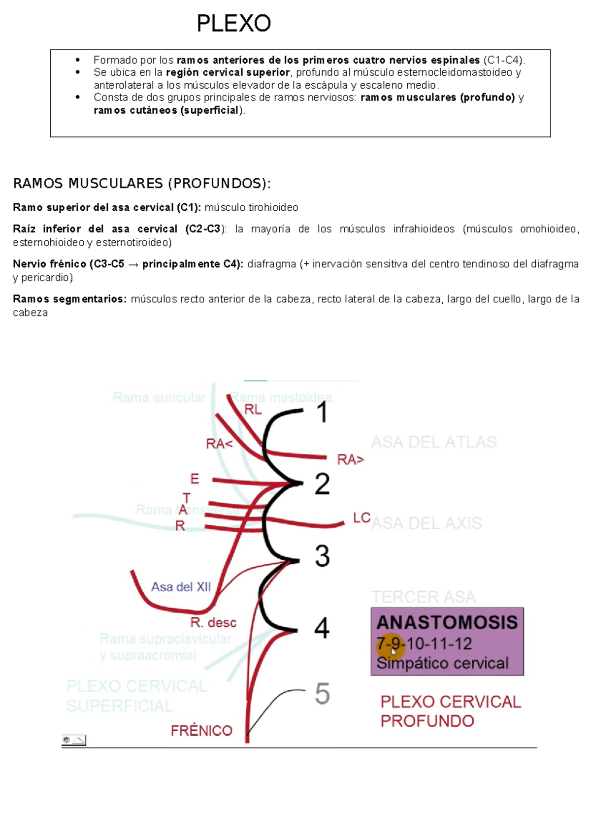 Plexo cervical - RAMOS MUSCULARES (PROFUNDOS): Ramo superior del asa ...