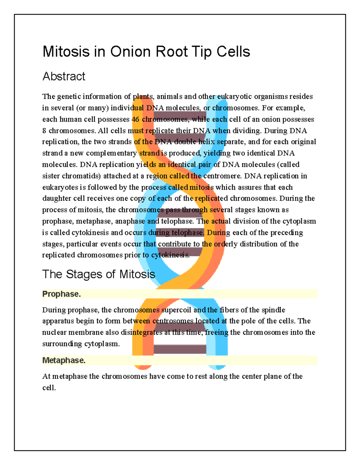 Mitosis in Onion Root Tip Cells - Mitosis in Onion Root Tip Cells ...