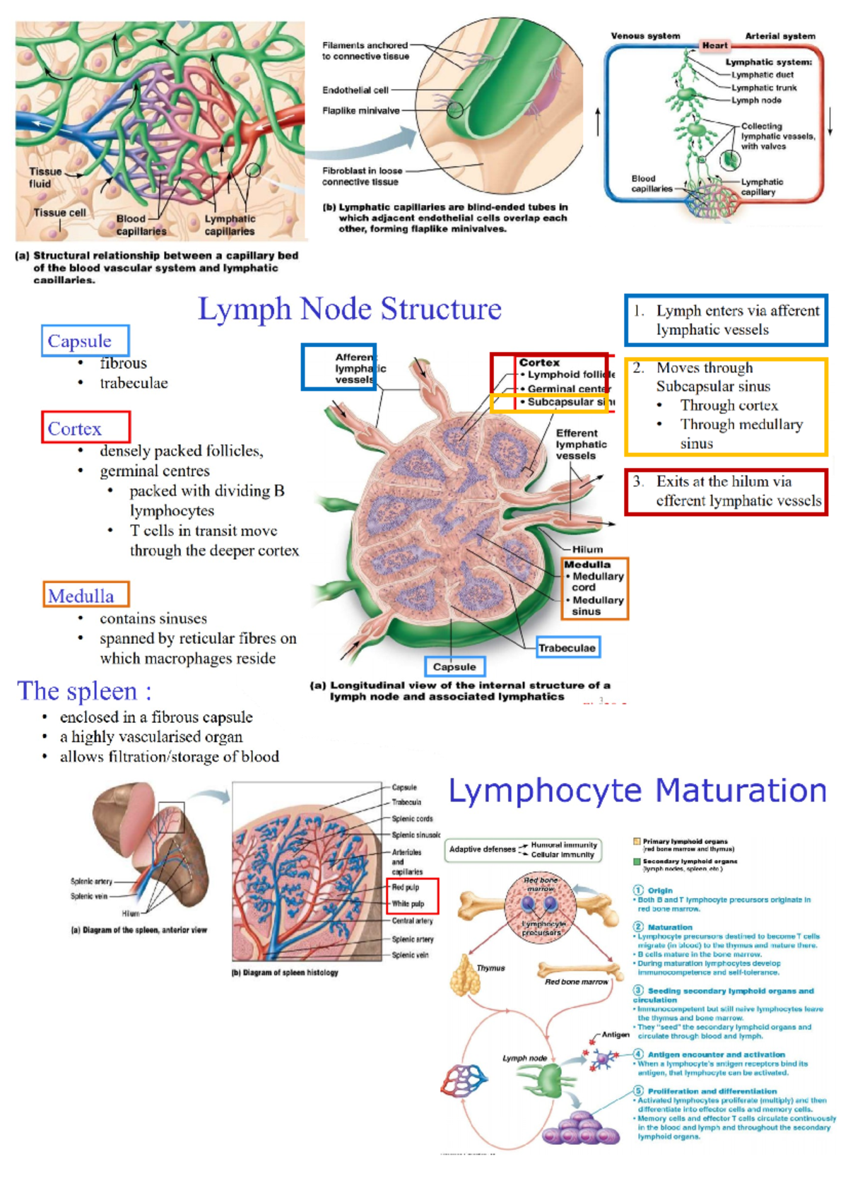 Lymph nodes - Lecture Notes - 1001BPS - Studocu