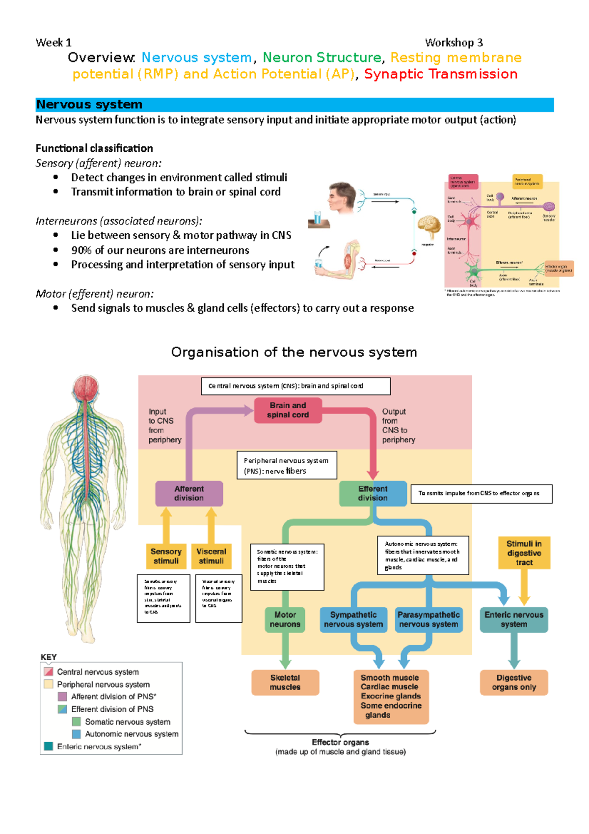 Workshop 3 notes - Overview: Nervous system, Neuron Structure, Resting ...