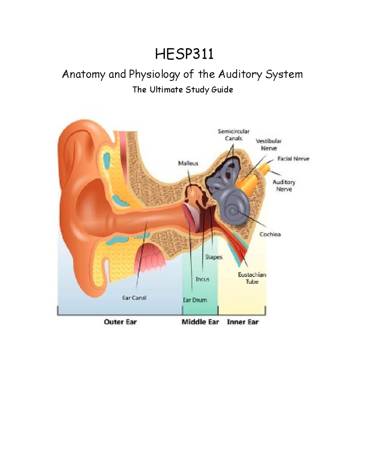HESP 311 notes - HESP Anatomy and Physiology of the Auditory System The ...