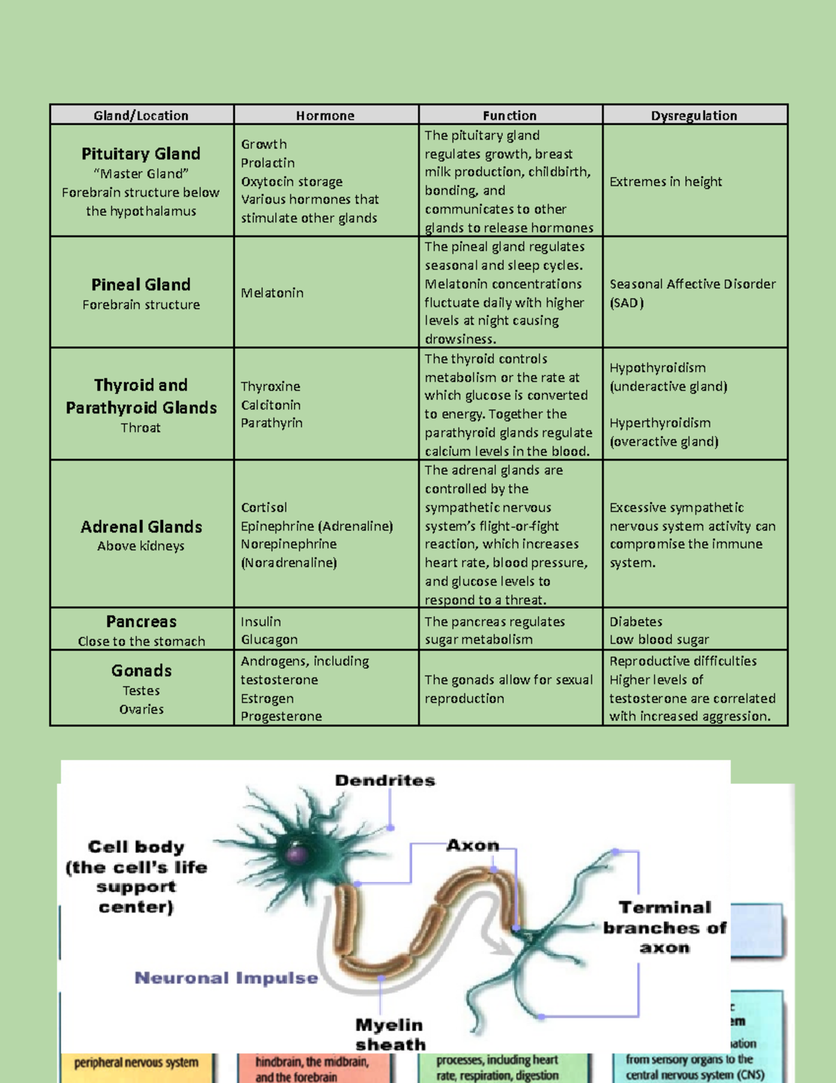Biological, Brain, Behavior - ####### Gland/Location Hormone Function ...