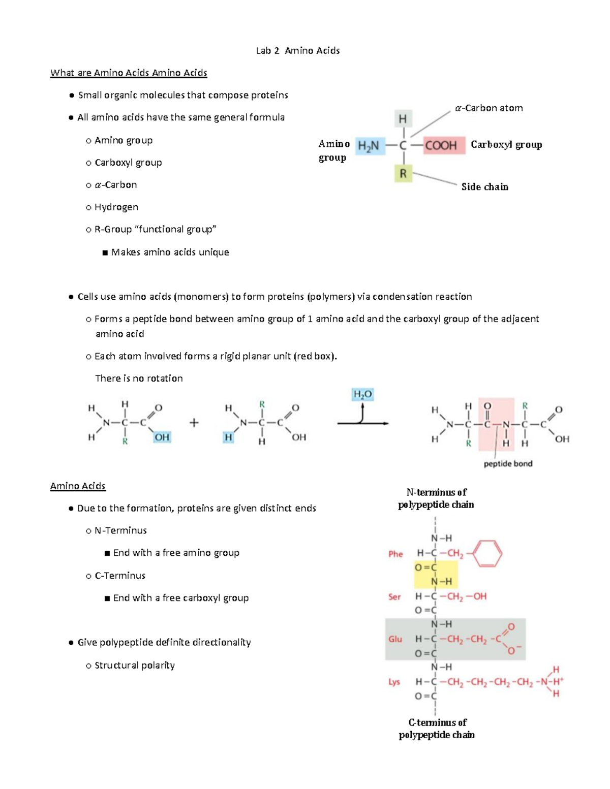 Lab 2 Amino Acids - notes for lab - Lab 2 Amino Acids What are Amino ...