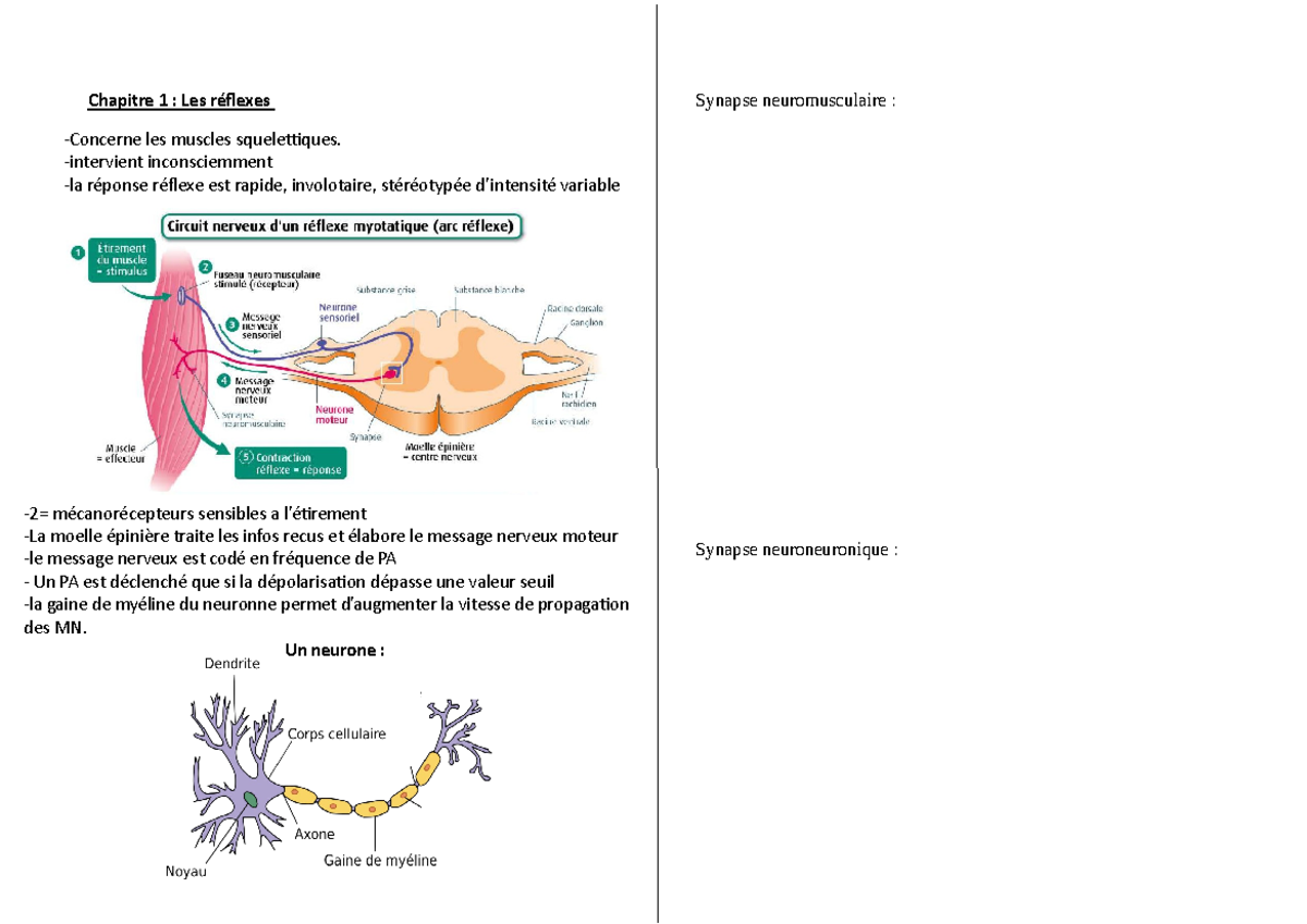 les réflexes svt - Chapitre 1 : Les réflexes -Concerne les muscles ...