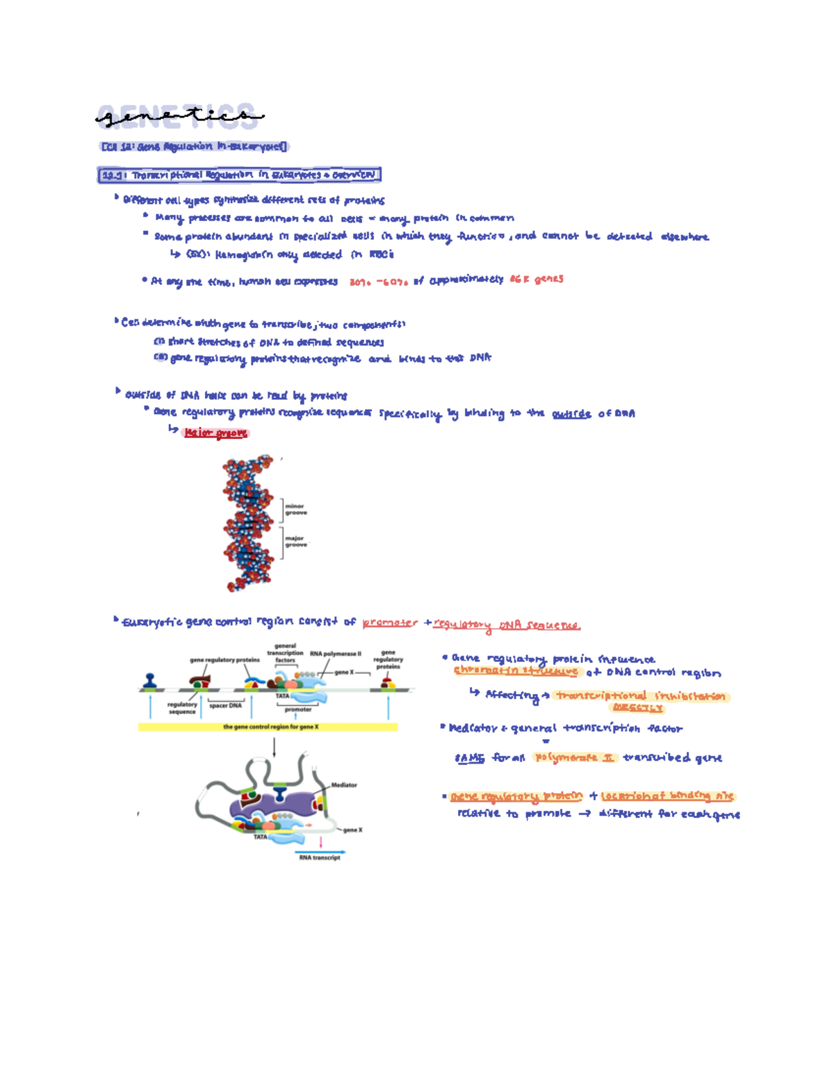 [CH 12] Gene Regulation in Eukaryotes - a ####### genetics CH 12 ...
