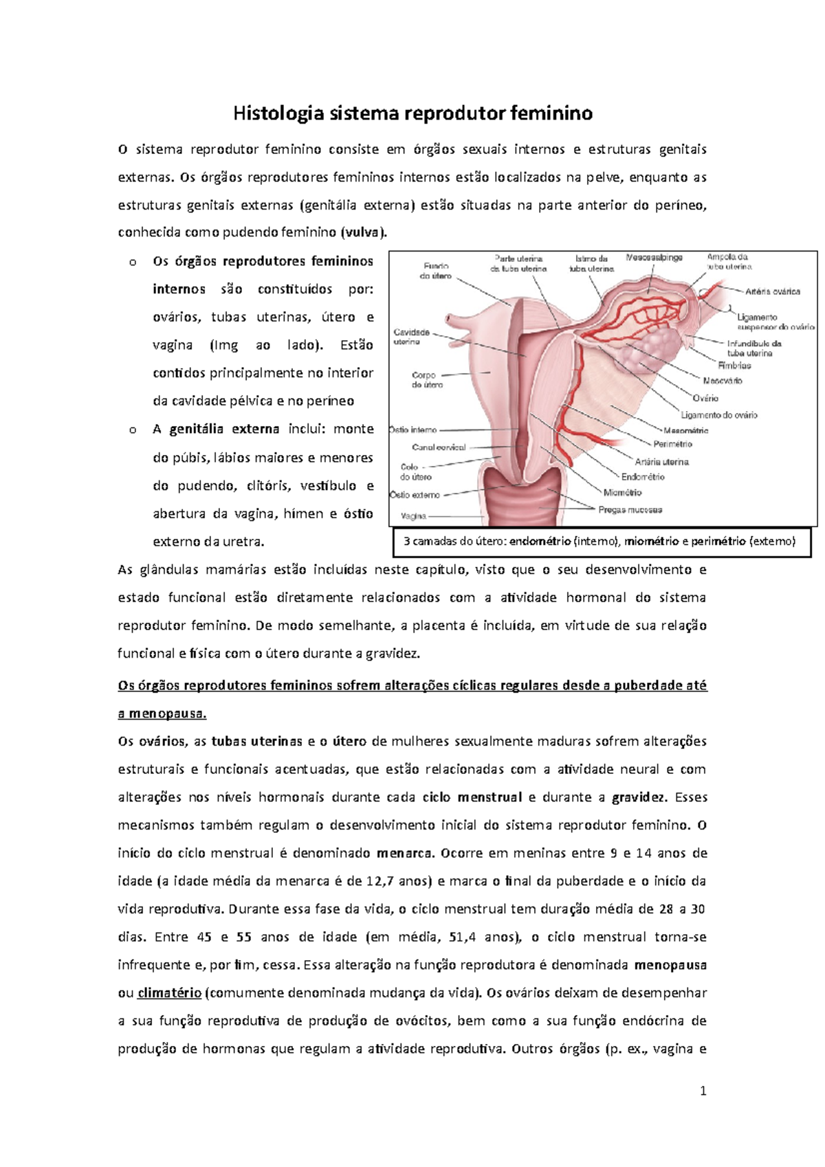 Resumos da Up3 de ANUR - 3 camadas do útero: endométrio (interno ...