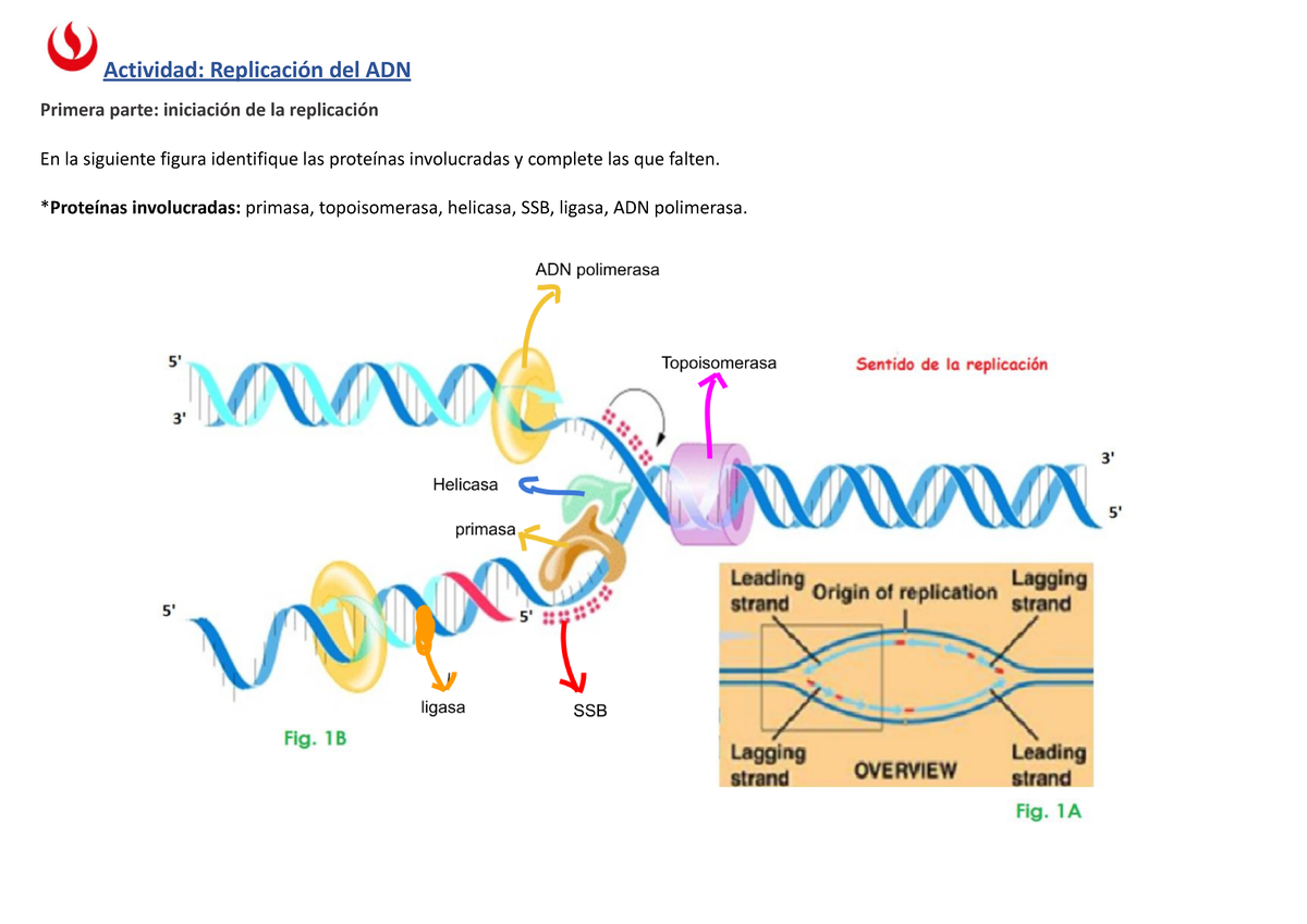 Actividad TE01 - jbhj - Actividad: Replicación del ADN Primera parte ...
