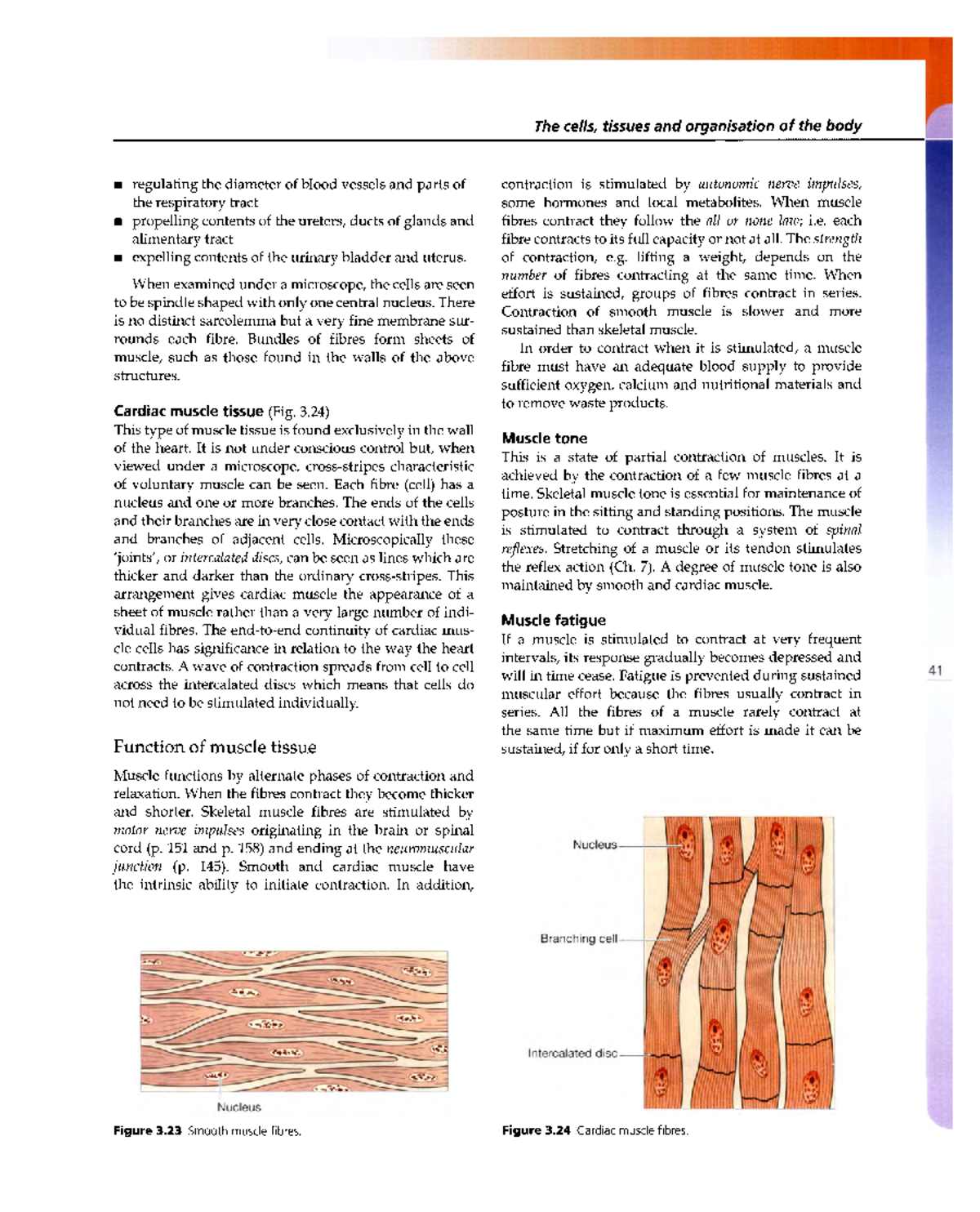 Human-Anatomy and Physiology 73 - The cells, tissues and organisation ...