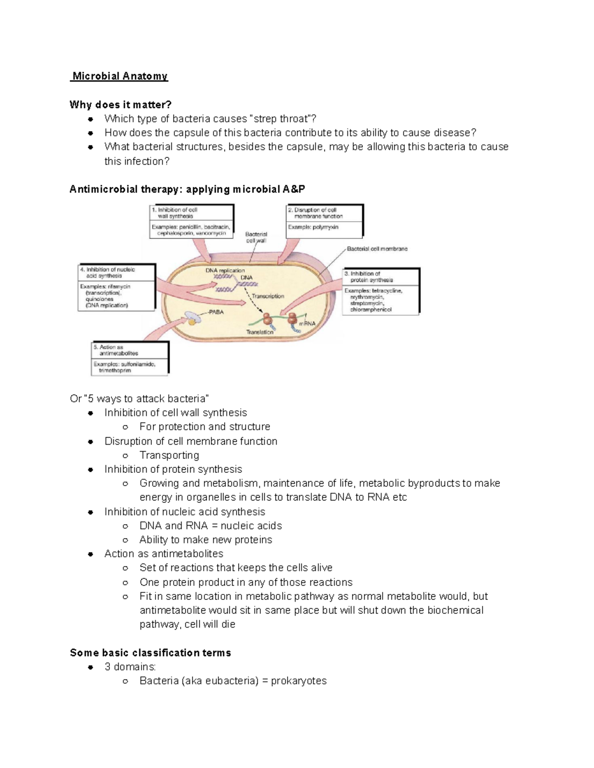 Microbial anatomy - notes - Microbial Anatomy Why does it matter? Which ...