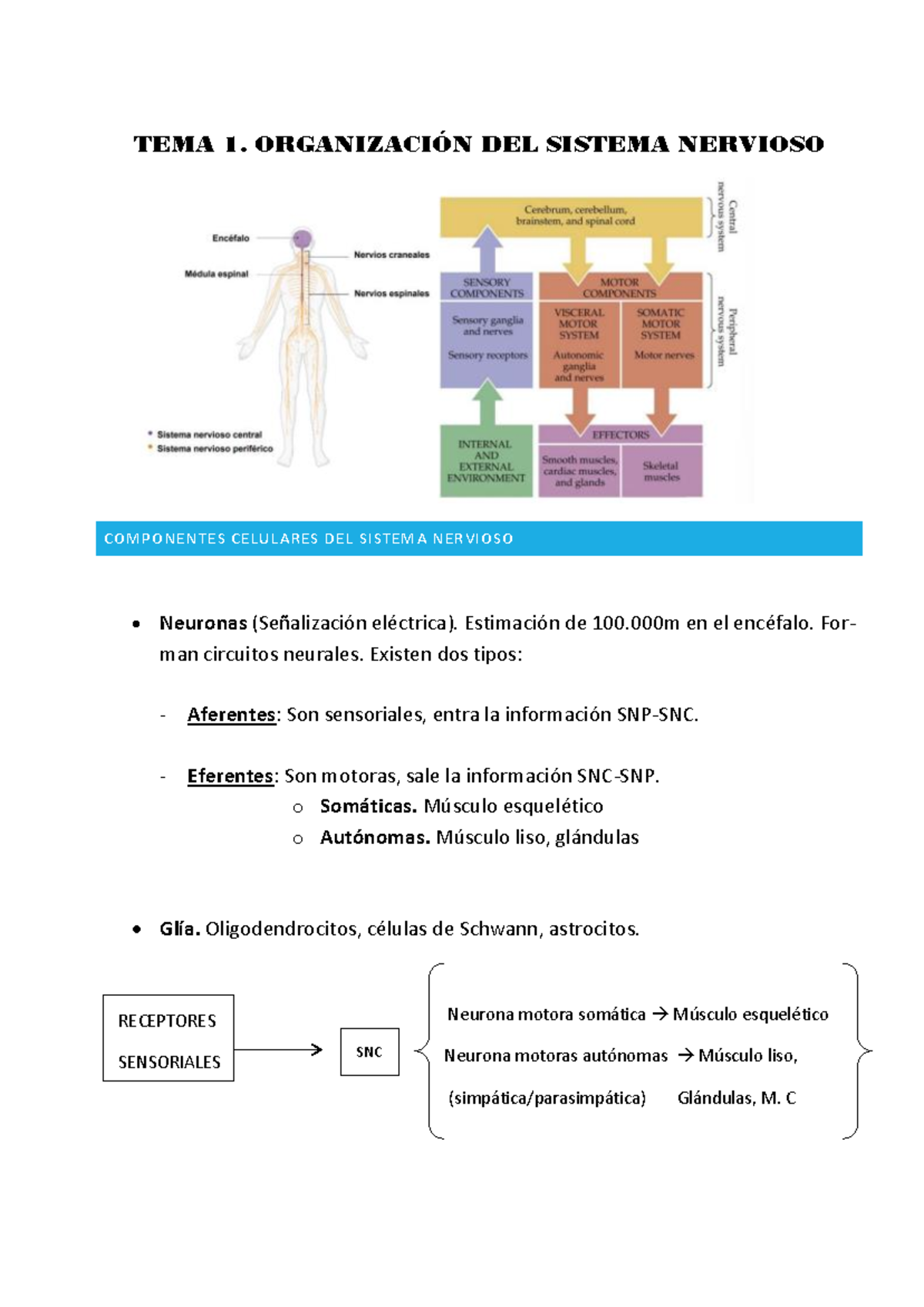 TEMA 1 FNNC - neuro - TEMA 1. ORGANIZACI”N DEL SISTEMA NERVIOSO COM P ...