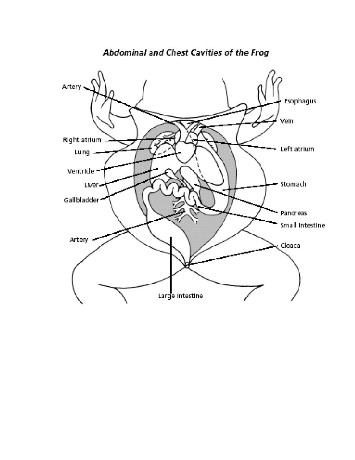 Frog Dissection - lab - Frog Dissection: Background: As members of the ...